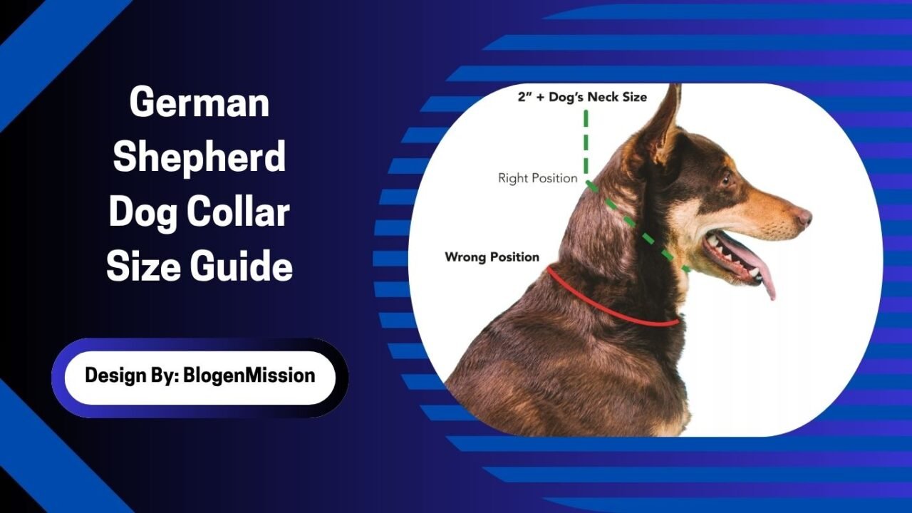 German Shepherd Dog Collar Size Guide - Best Fit, Types & Tips!
