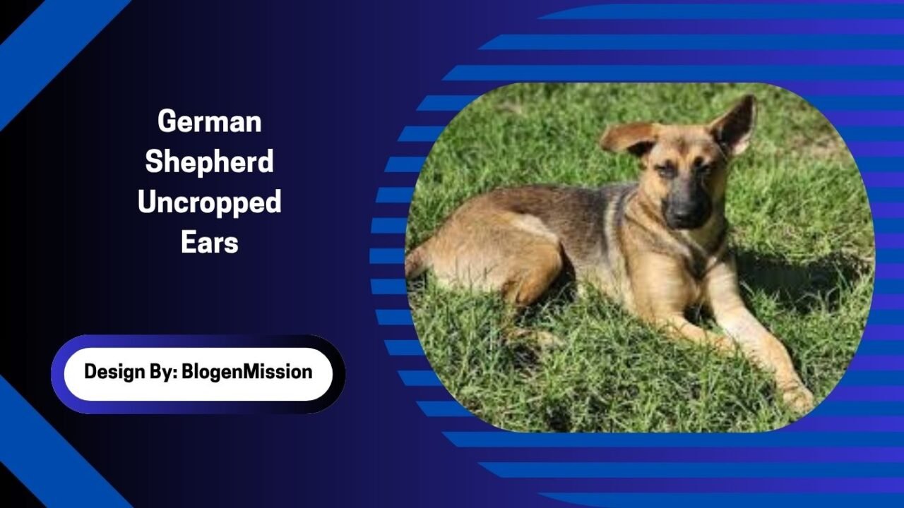 German Shepherd Uncropped Ears - A Complete Guide!