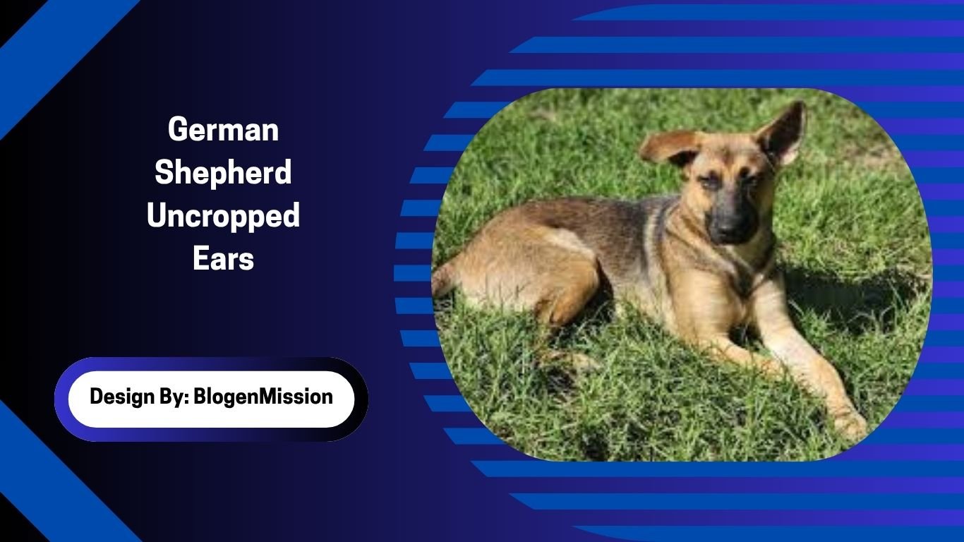 German Shepherd Uncropped Ears - A Complete Guide!